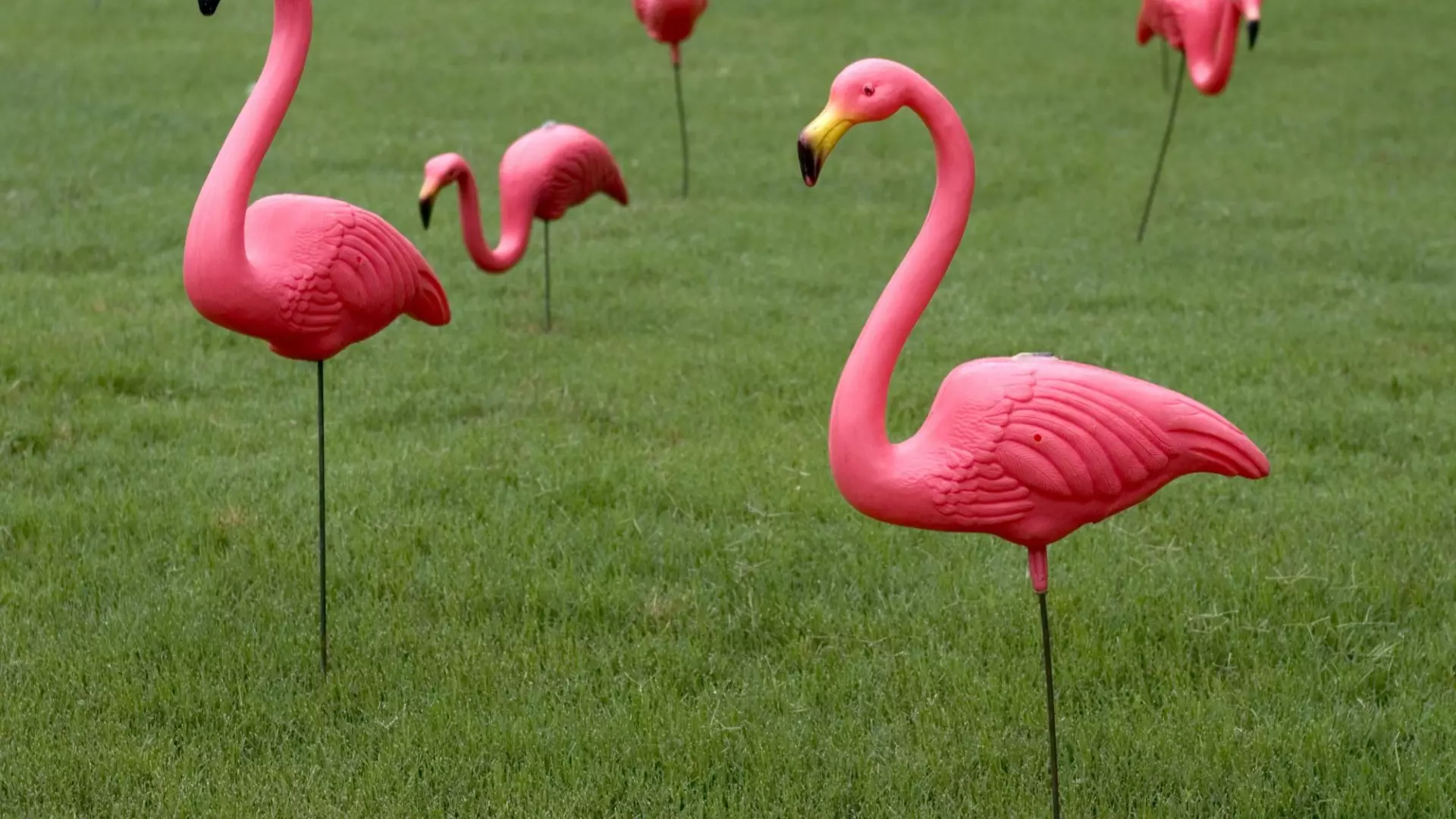 Otu isi ihe nkuzi sitere n'aka Onye Okike nke Plastic Pink Flamingos