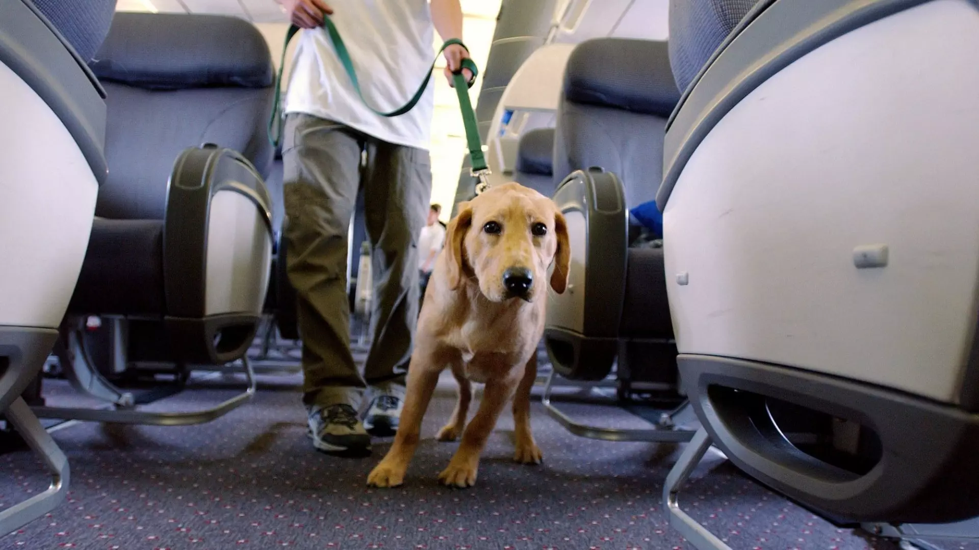 Banyak anjing berperilaku baik, terutama anjing pelayan. Tetapi bagaimana maskapai penerbangan mengetahui anjing mana yang mungkin menyebabkan masalah?