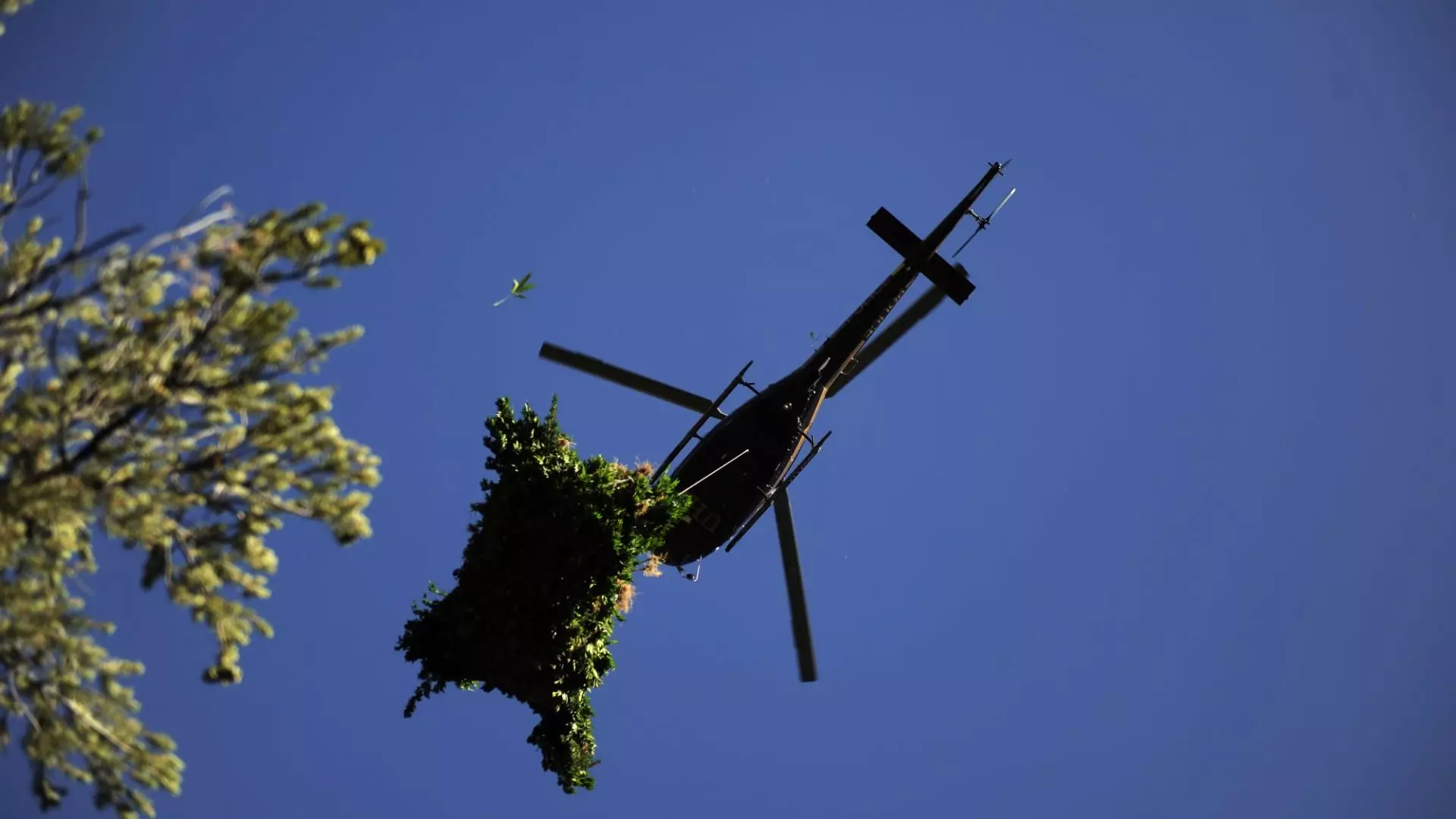 Helikwafta bakar fata na DEA maiyuwa ba sa neman marijuana idan hukumar ta yanke shawarar sake tsara maganin.