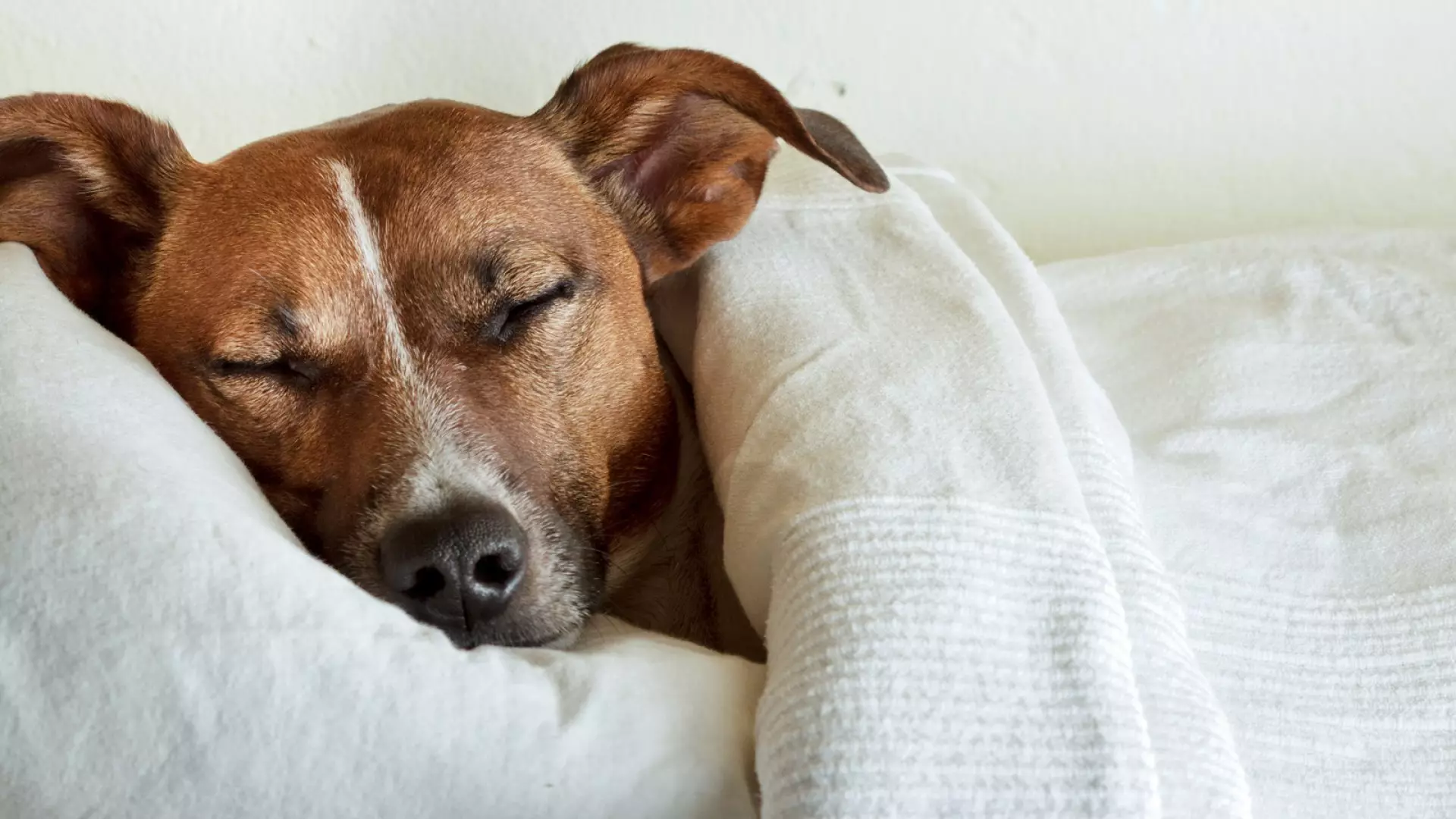 Evcil Hayvan Girişimleri için İyi Haber: Evcil Hayvan Sahiplerinin Harcamaları Tüm Zamanların En Yüksek Seviyesinde
