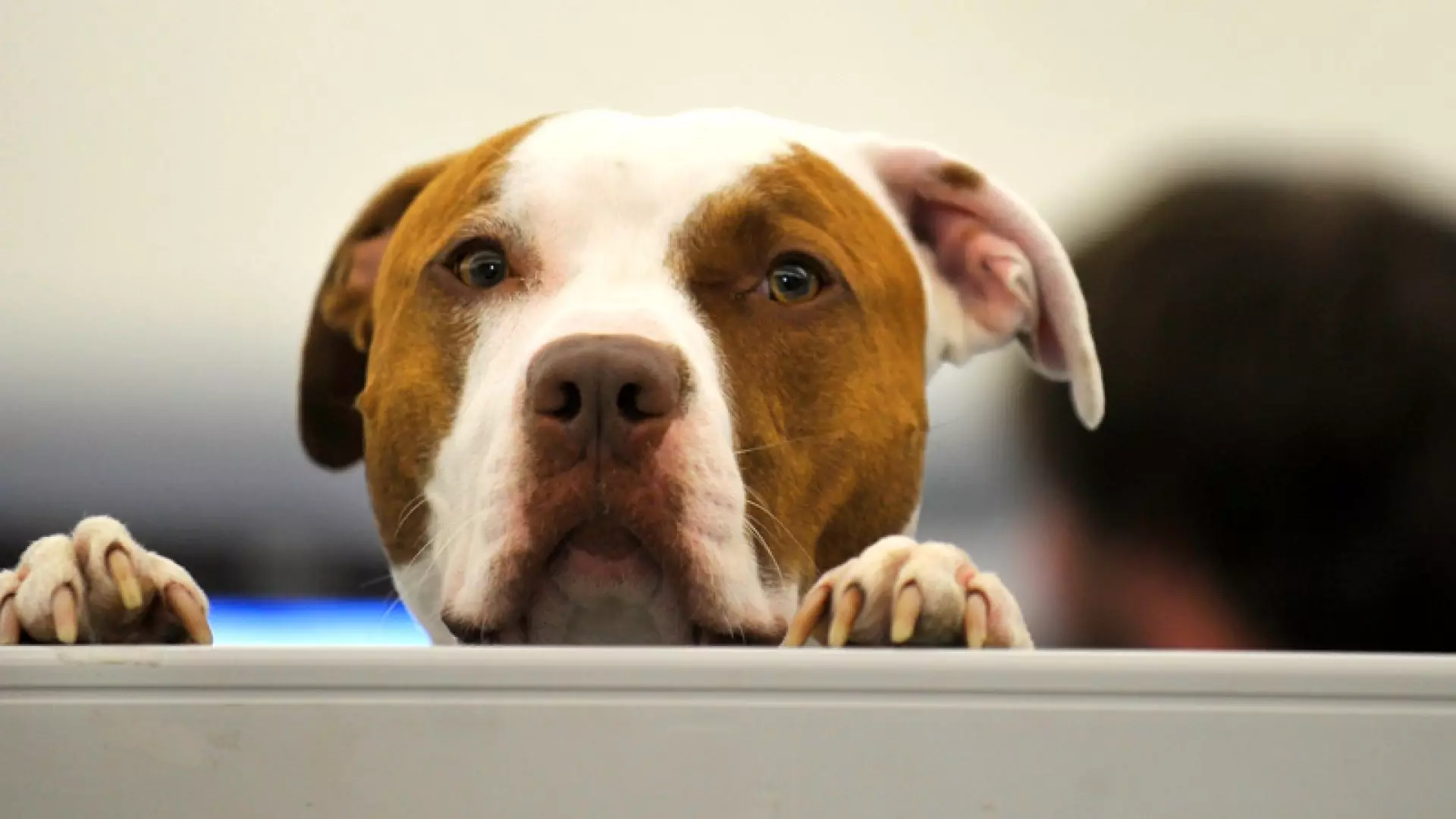 Wêrom jo pro-puppy moatte wêze op 'e wurkflier (Tip: cuteness is net de ienige faktor)