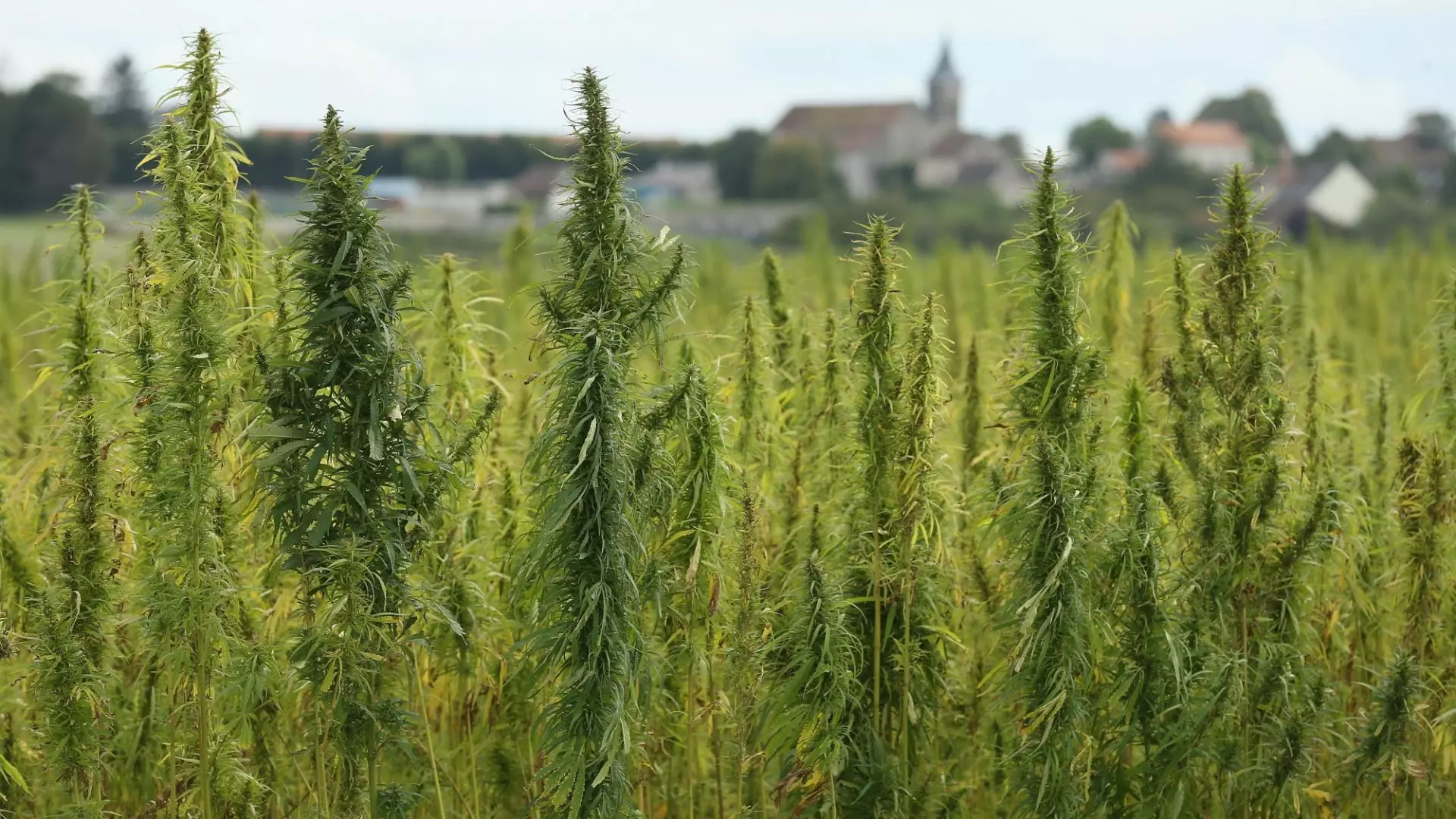 CBD di nav pîşesaziya marijuana de bûye pîşesaziyek piçûk, ku ji agahdariya xelet hatî damezrandin ku CBD qanûnî ye ku di nav xetên dewletê de bifroşe. Ew ne.