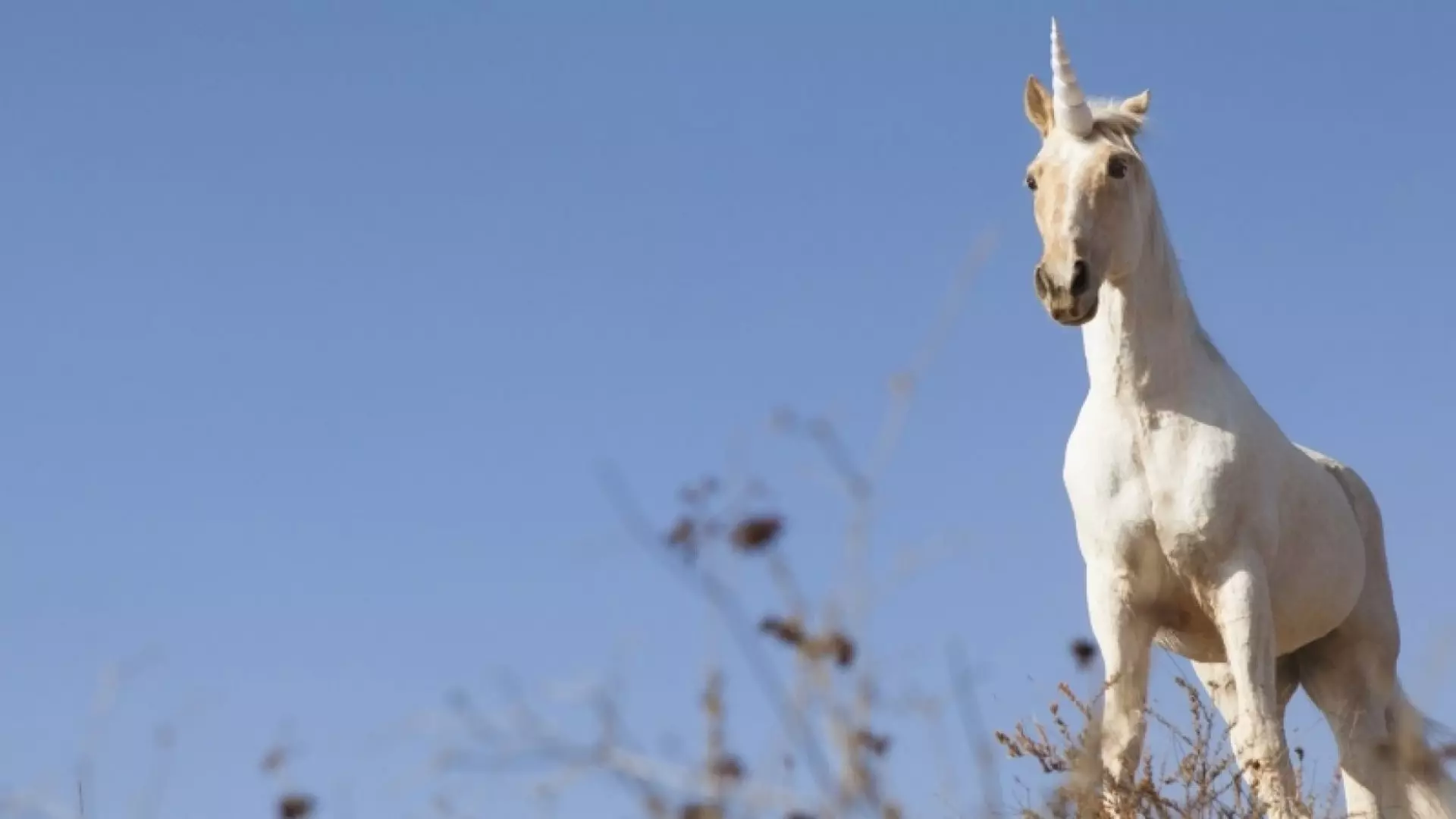 4 Langkah kanggo Breeding Unicorn