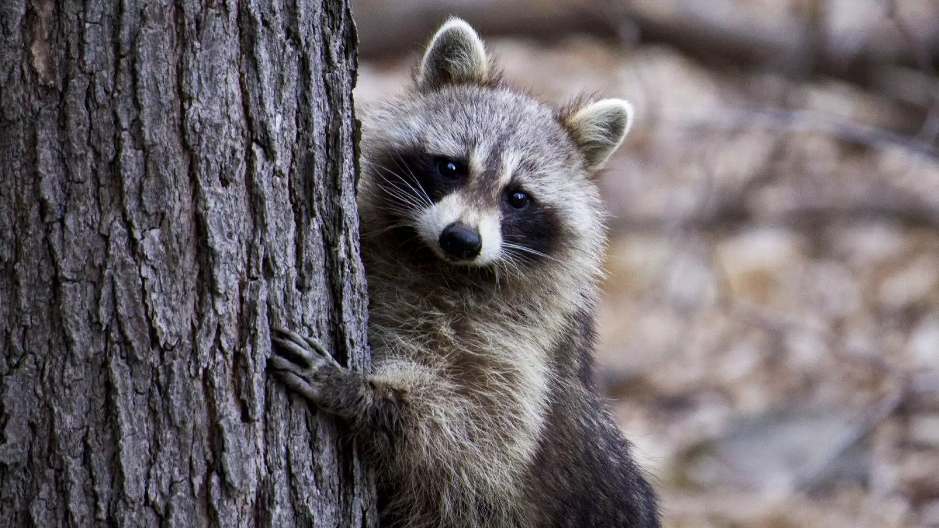 Proeza li tisfida l-mewt ta' Raccoon ta' Minnesota saret virali - u żvelat 3 Lezzjonijiet ta' Tmexxija fil-Proċess