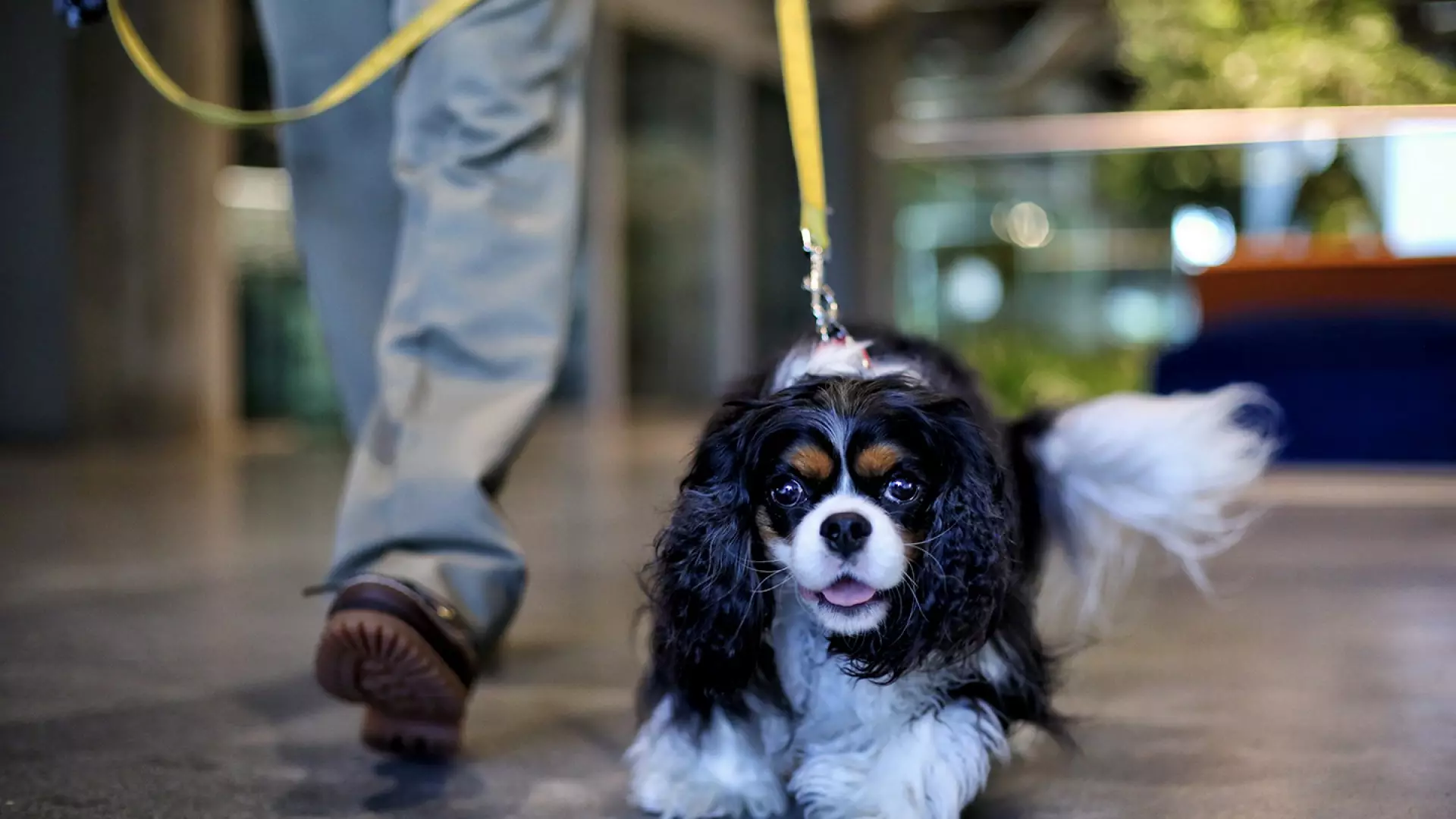 Postijiet tax-Xogħol Pet-Friendly għandhom Benefiċċji Sorprendenti għall-Impjegati