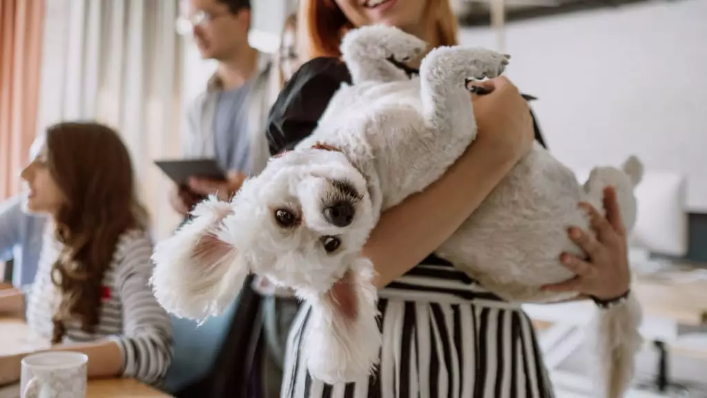 Marami pang Post-Pandemic Office ang Magiging Pet Friendly, Sabi ng Bagong Survey